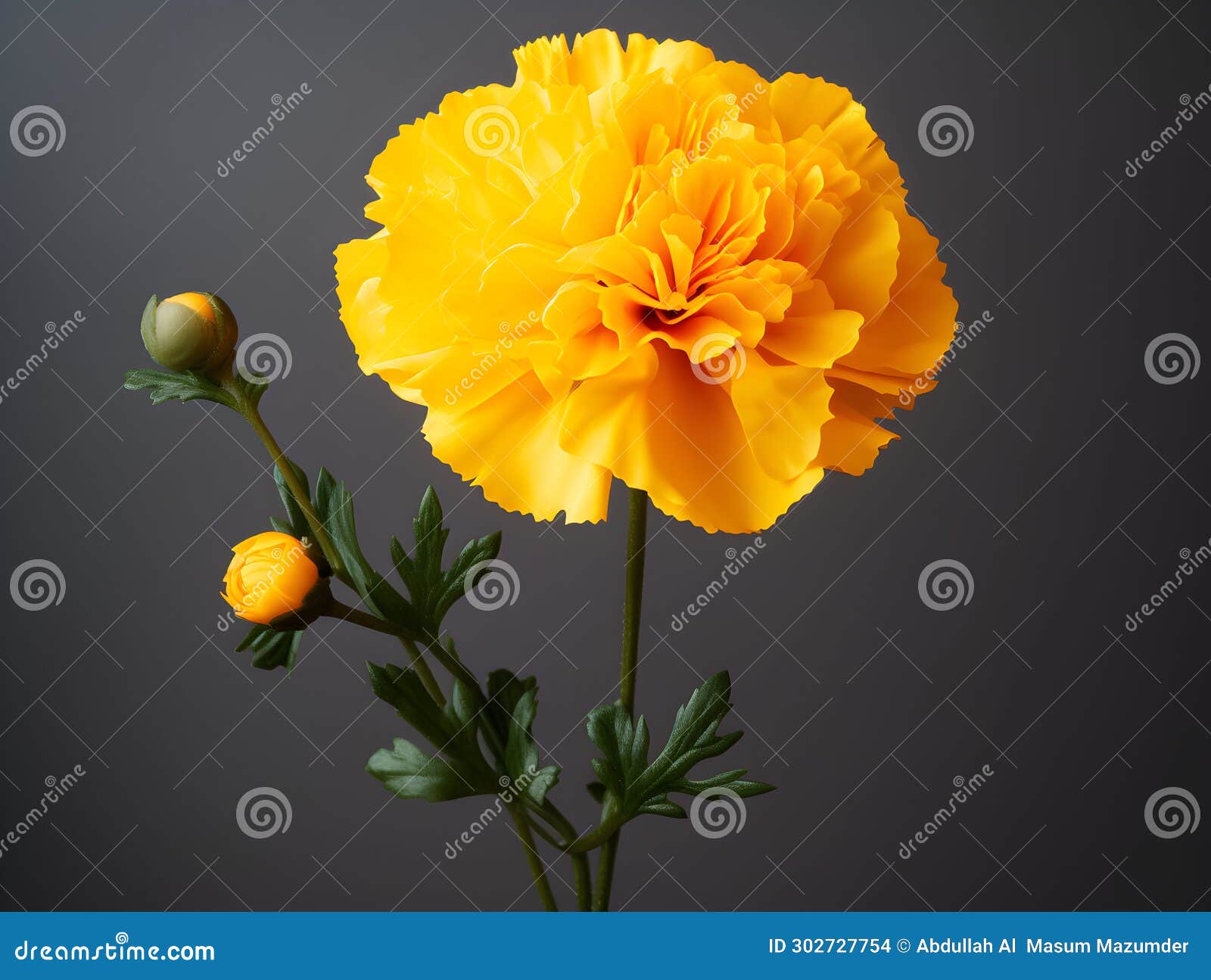 Marigold Flower in Studio Background, Single Marigold Flower, Beautiful ...