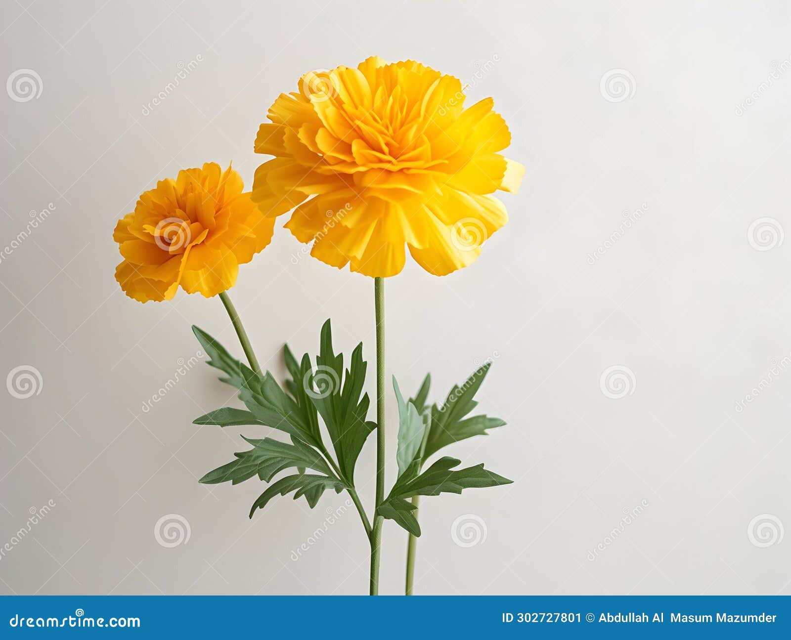 Marigold Flower in Studio Background, Single Marigold Flower, Beautiful ...