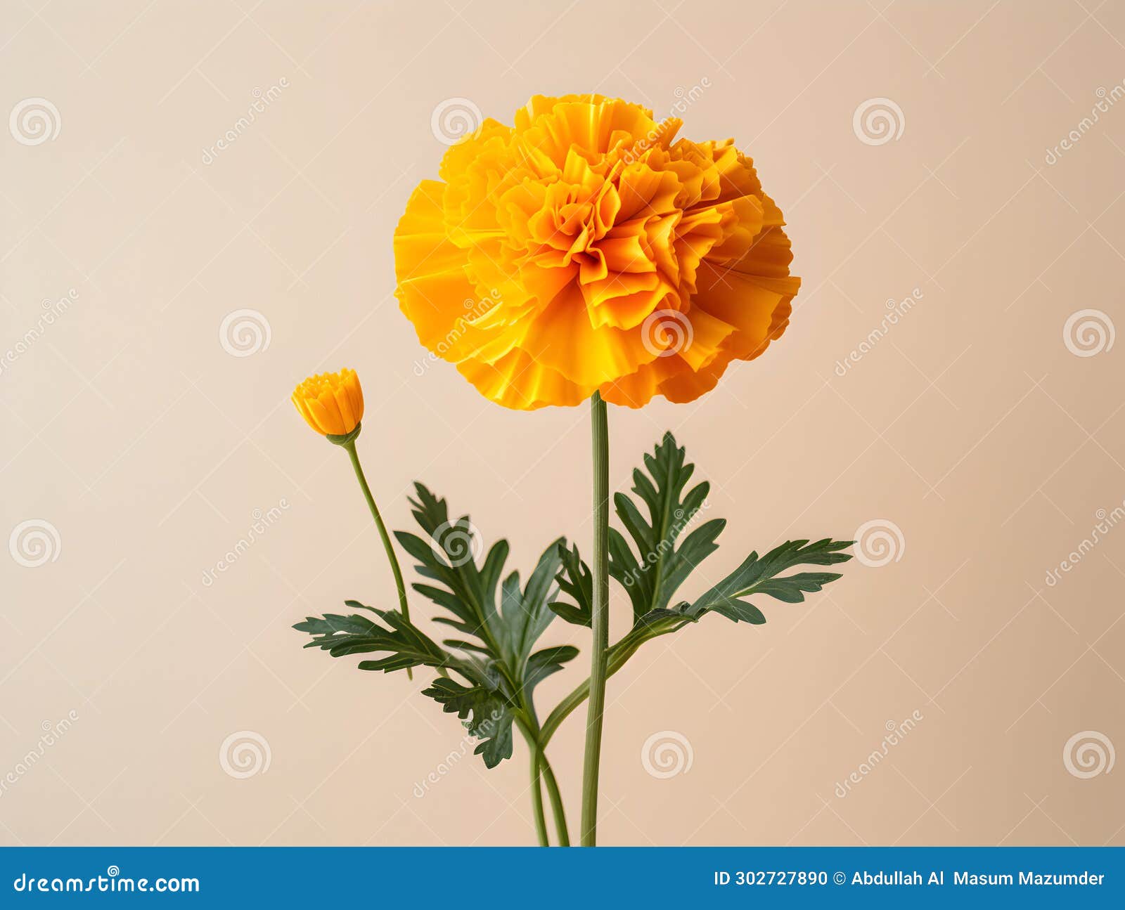 Marigold Flower in Studio Background, Single Marigold Flower, Beautiful ...