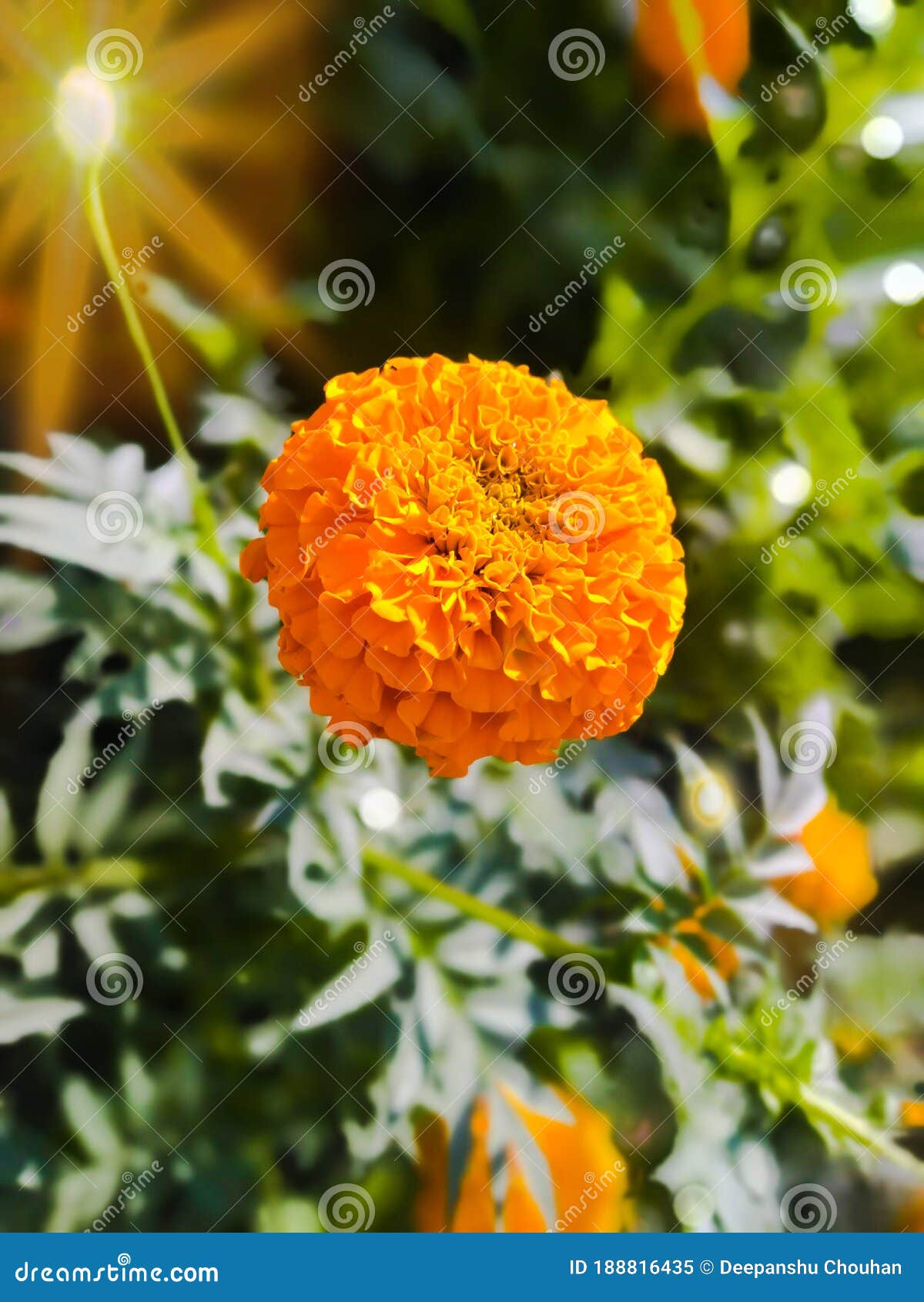 Marigold Flower Sunlight Effect Plant Stock Image - Image of marigold ...