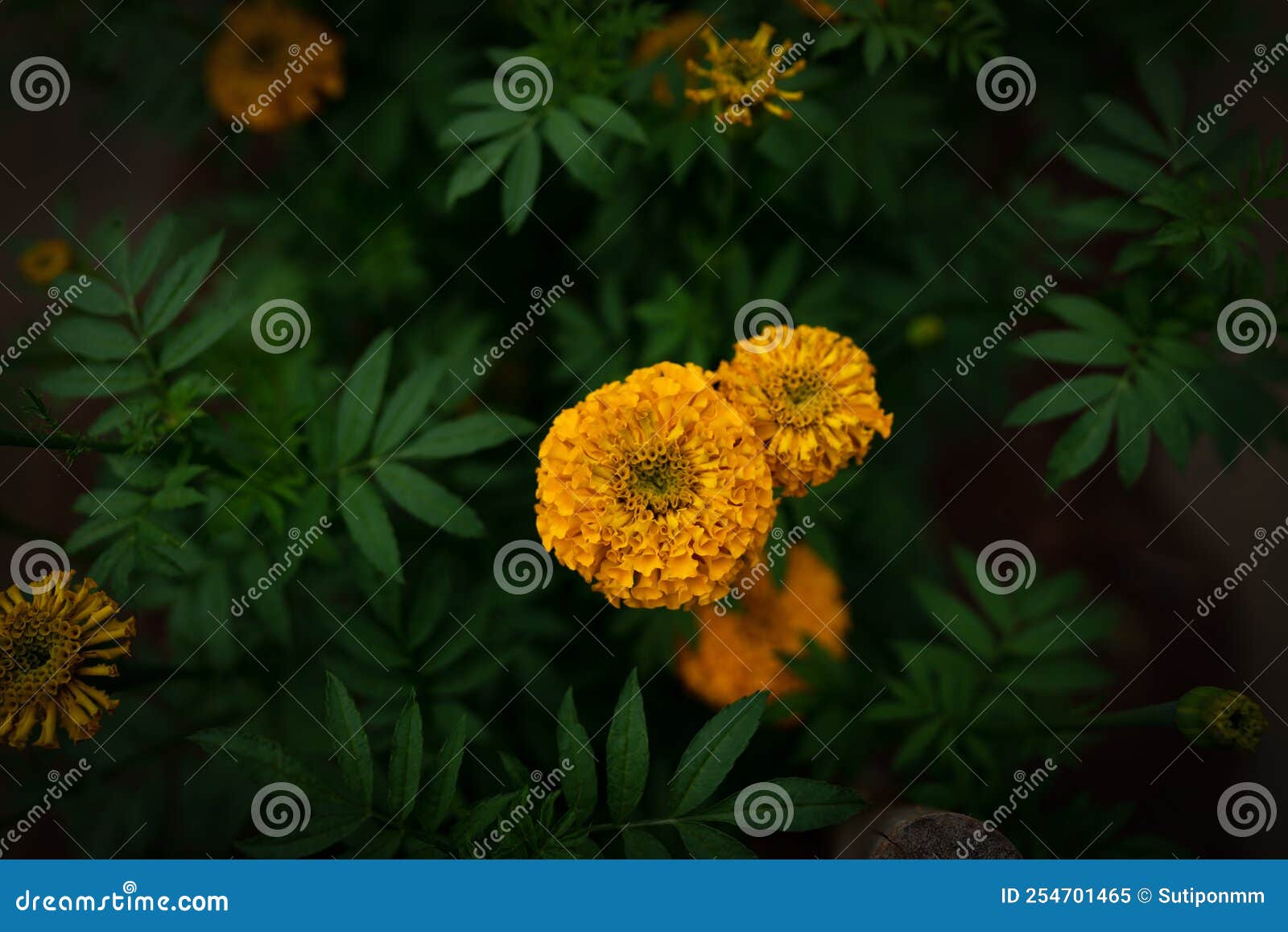 Marigold Flower Top View on the Black Background Stock Image - Image of ...