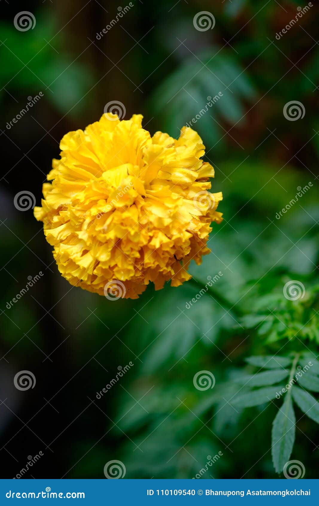 Marigold Flower on the Tree Stock Photo - Image of marigold, forest ...