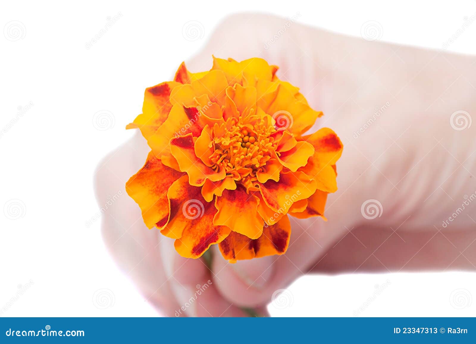 Marigold Flower in Your Hand Stock Image - Image of beauty, hand: 23347313