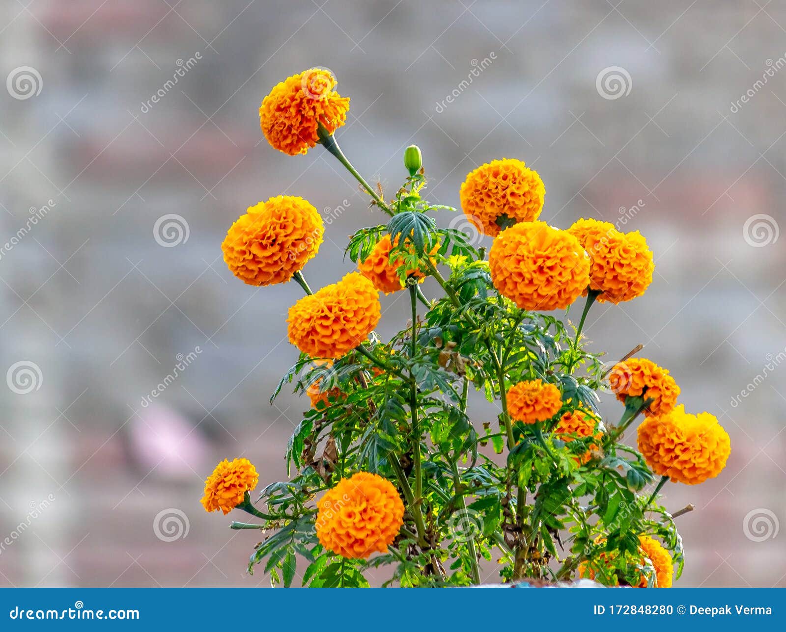 Marigold flowers stock photo. Image of leaves, bunch - 172848280