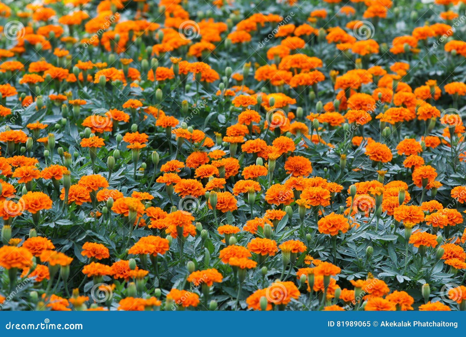 Marigold Flowers in the Farm. Stock Image - Image of head, flora: 81989065