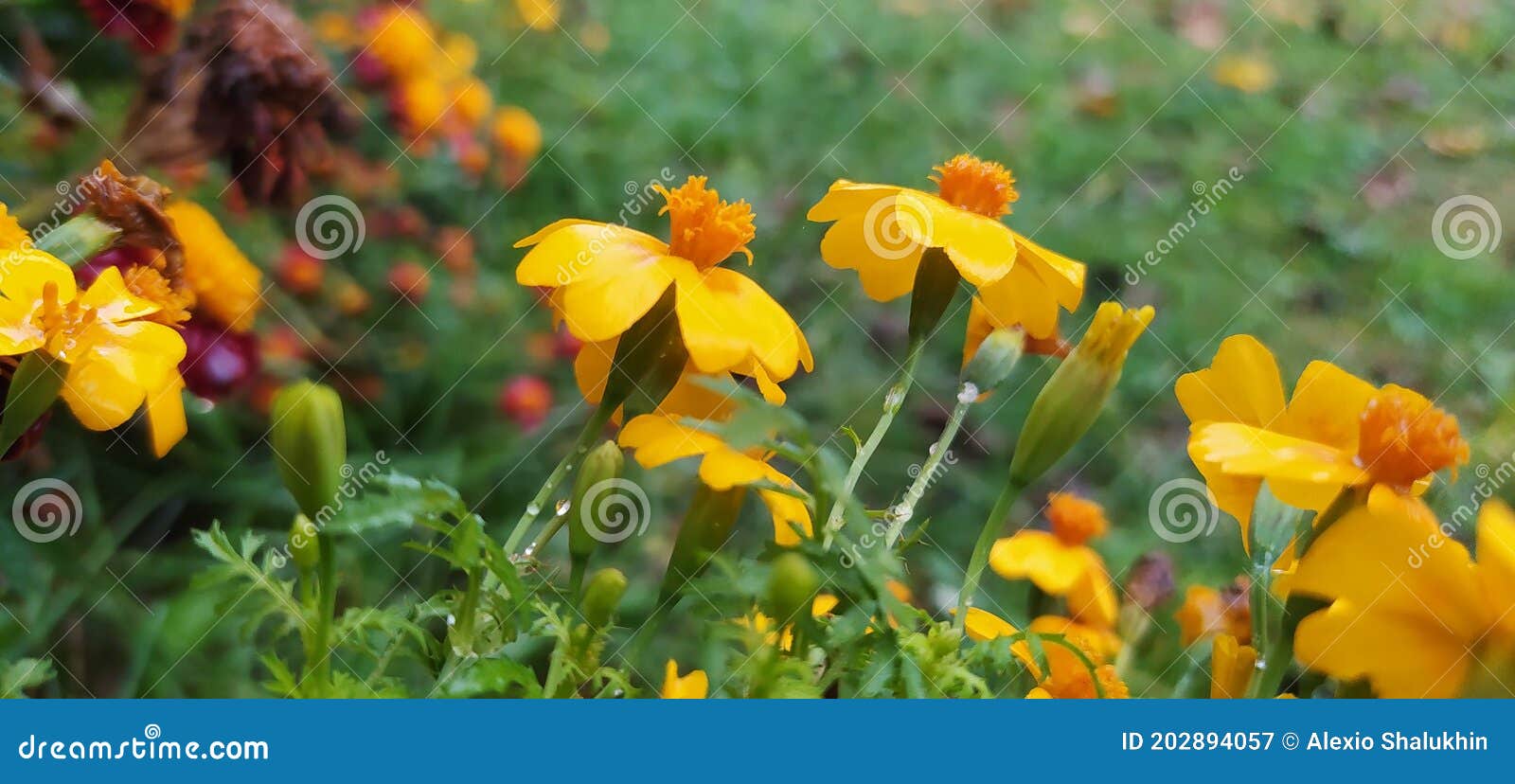 Marigold flowers is fine stock image. Image of meadow - 202894057