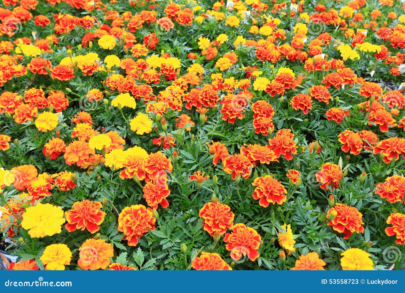 Marigold Flowers Are Beautiful As Well As The Most Used Flowers ...