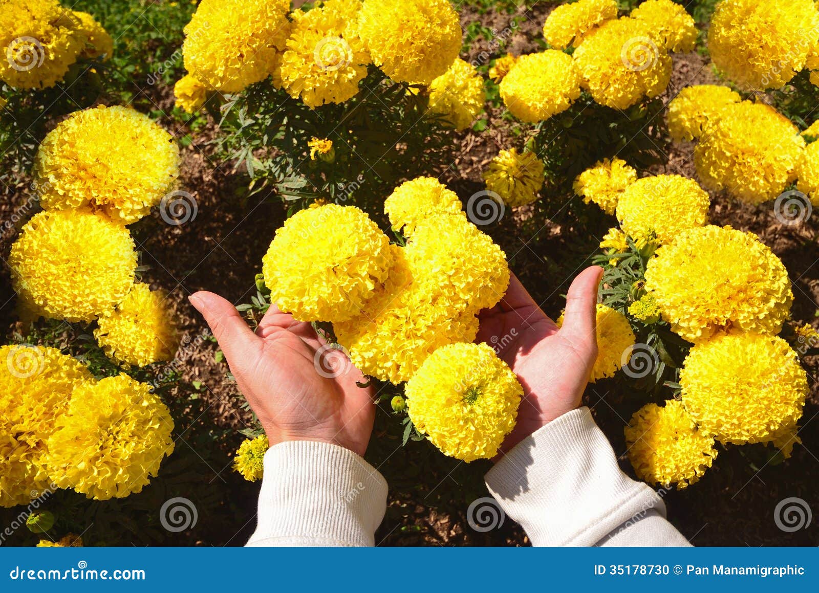Marigold flowers stock photo. Image of marigold, blur - 35178730