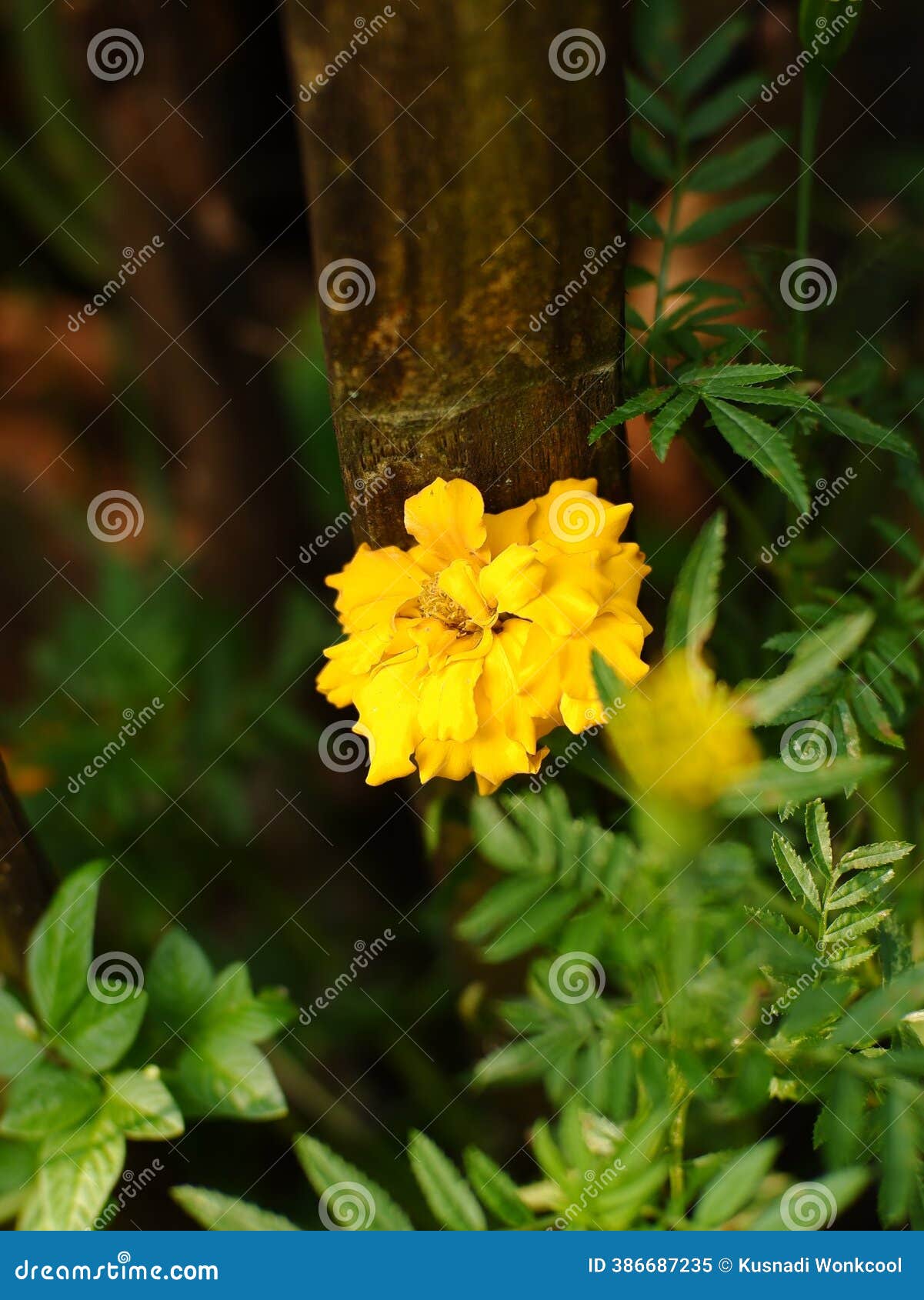 Flowers Look Very Pretty With Beautiful Colors And Grow In Unique ...