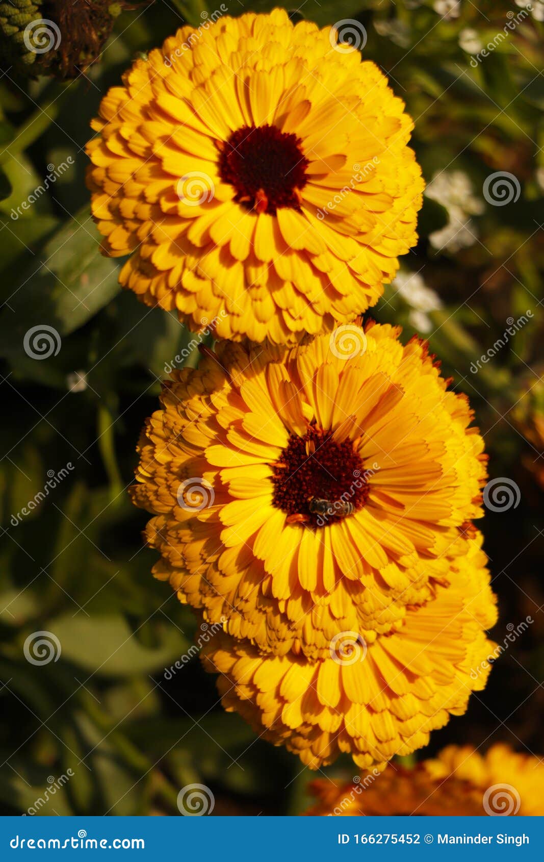 Marigold flowers. stock photo. Image of marigold, chandigarh - 166275452