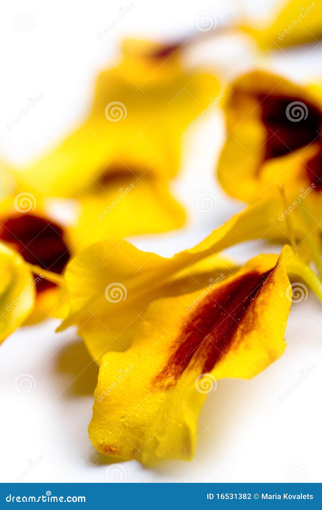 Marigold flowers petals stock photo. Image of closeup - 16531382