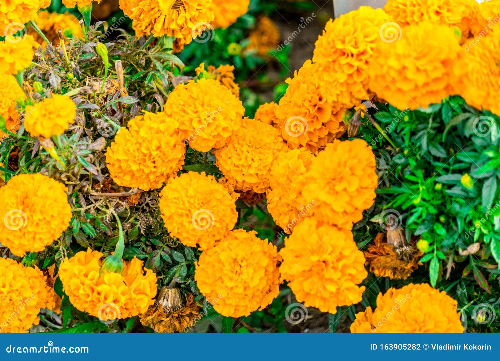 Marigold Flowers Photographed in a Flower Bed Stock Photo - Image of ...