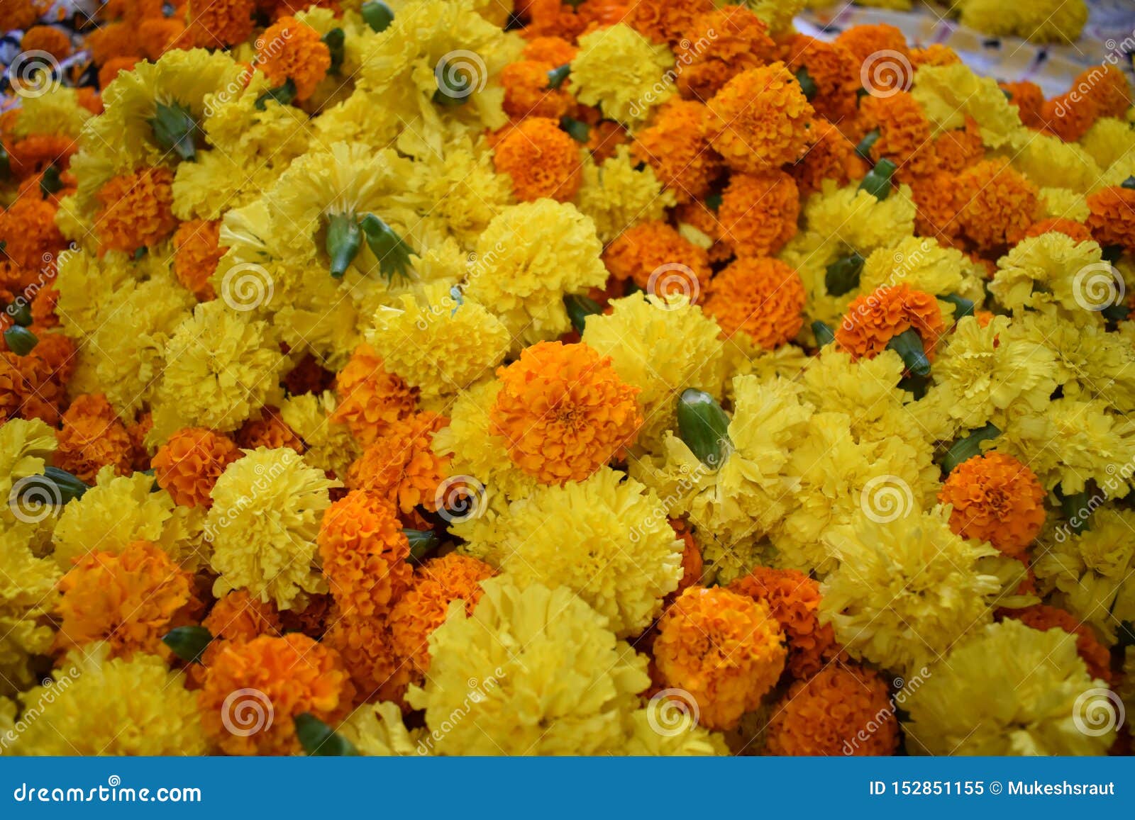 Marigold Flowers stock image. Image of yellow, group - 152851155