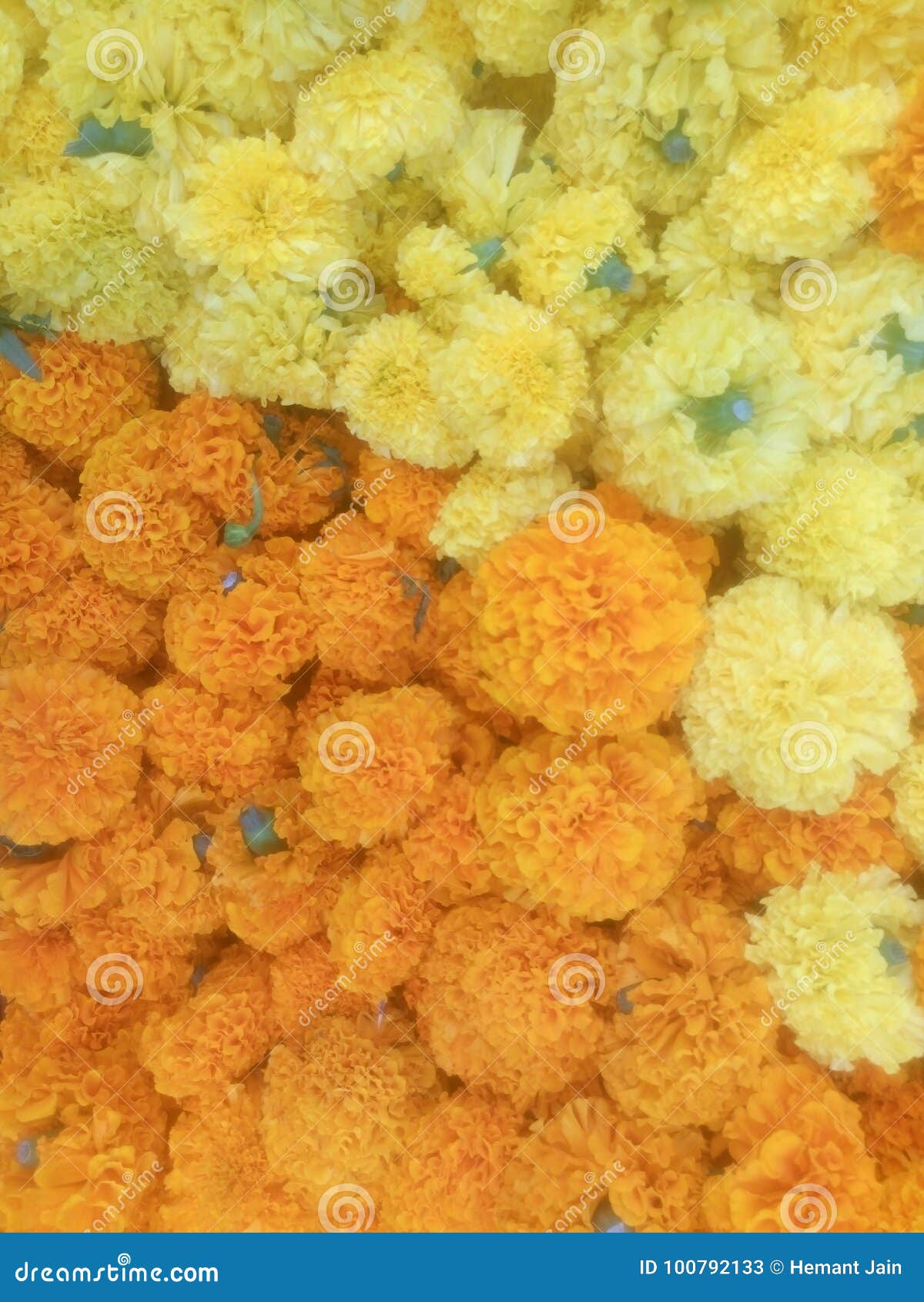 Marigold Flowers For Texture And Background Royalty-Free Stock ...