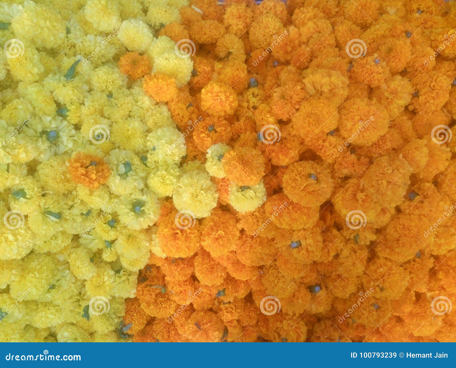 Marigold Flowers for Texture and Background Stock Image - Image of ...
