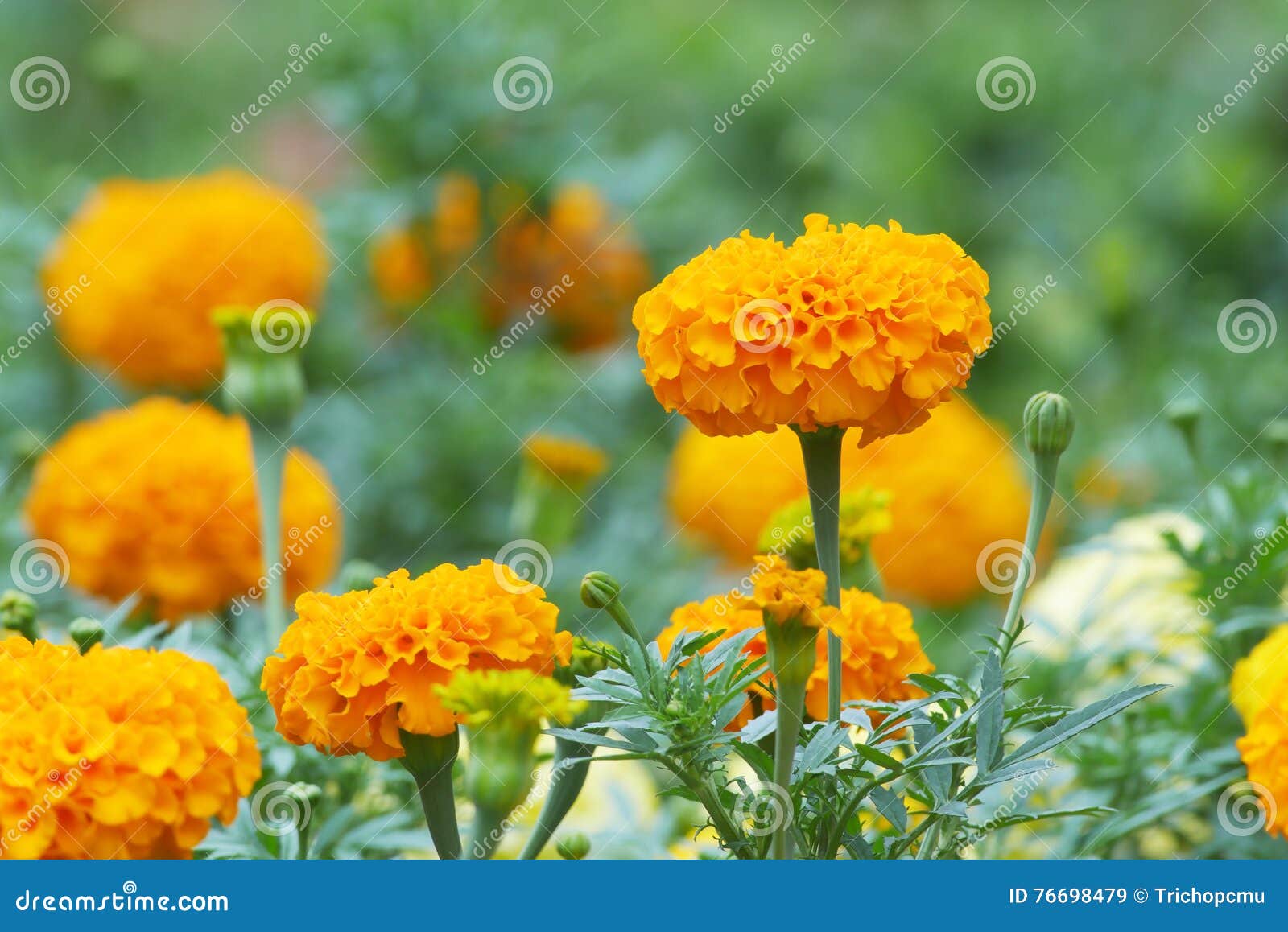 Marigold Flowers and Their Buds Stock Image - Image of outdoor, flower ...