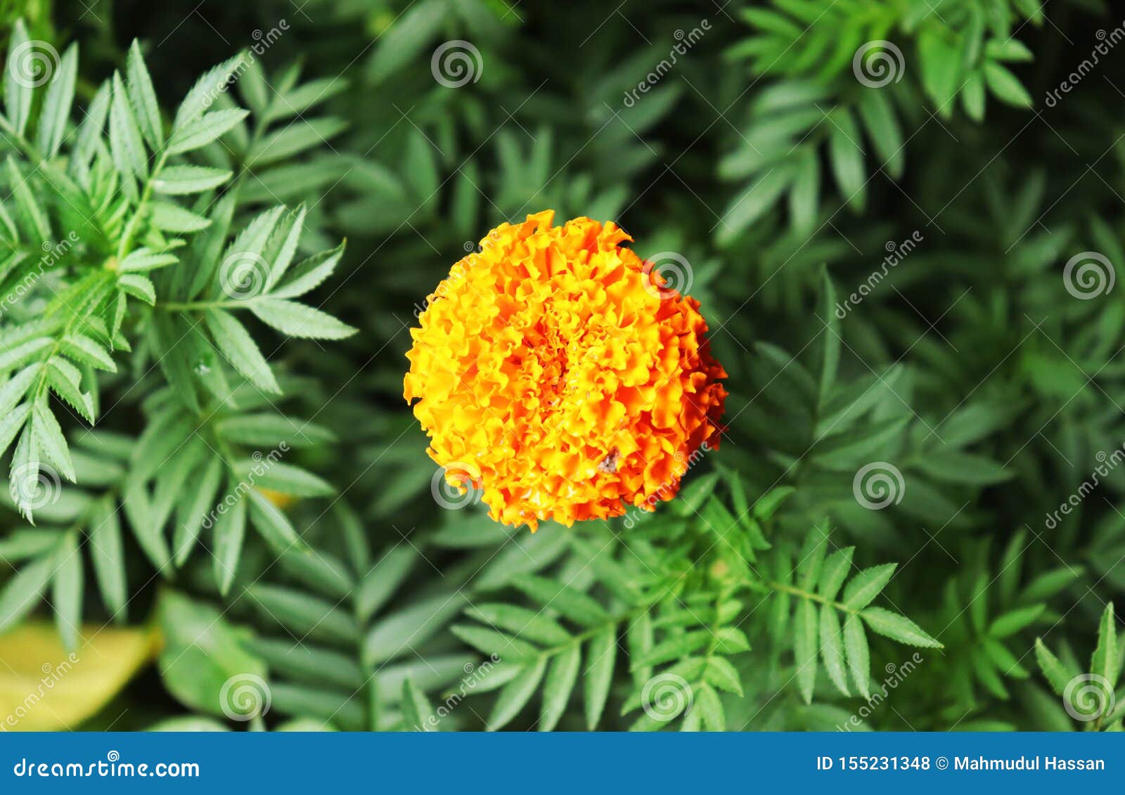 Marigold Flowers on the Tree with Green Leaves Background Stock Photo ...