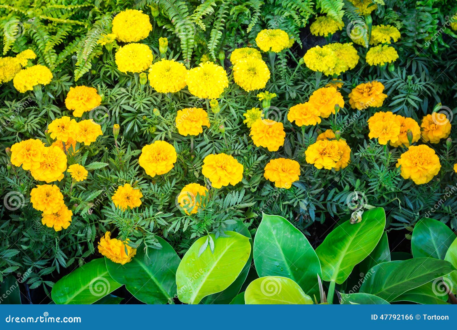 Marigold flowre stock photo. Image of nature, beauty - 47792166