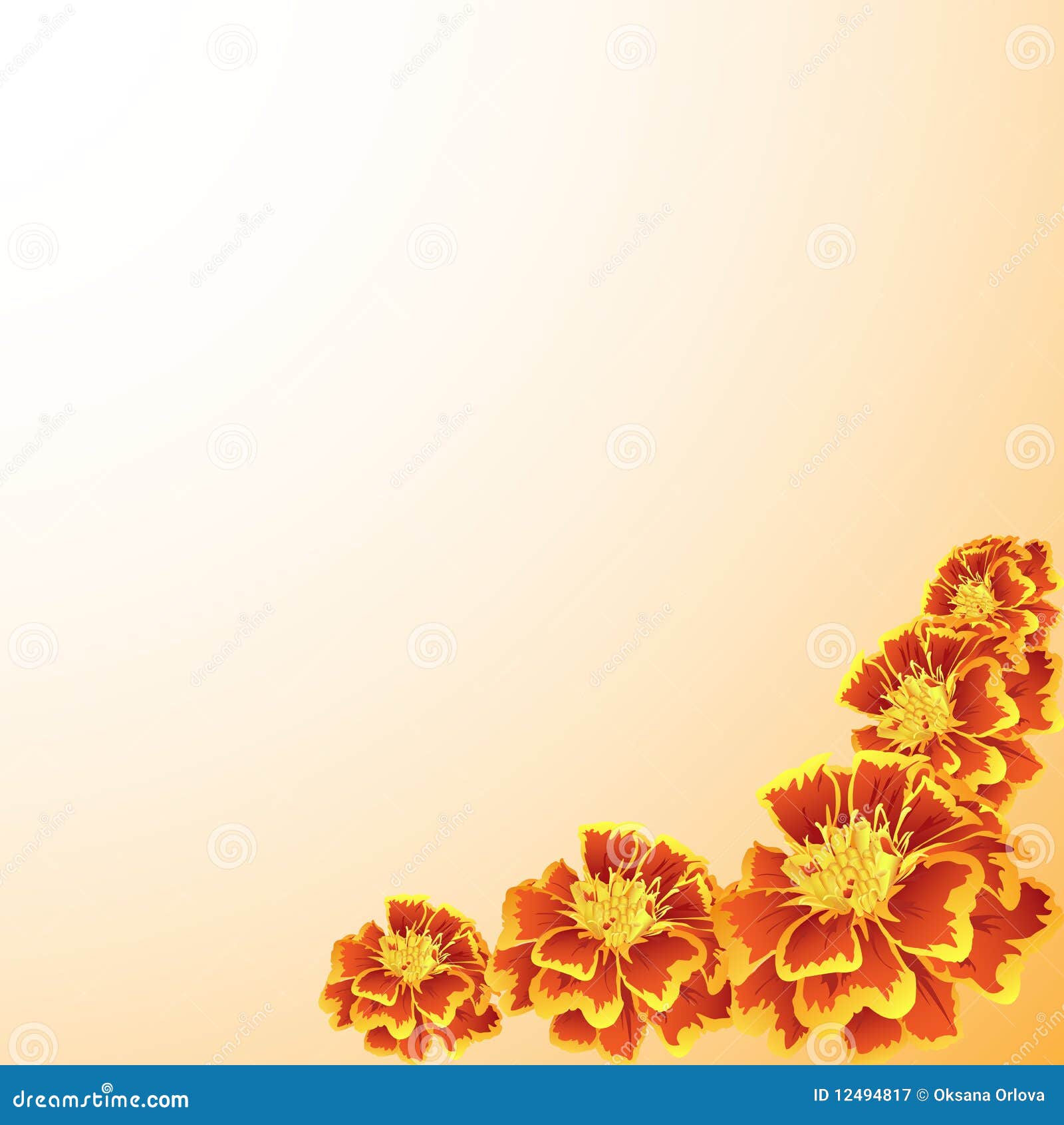 Marigold frame stock illustration. Illustration of frame - 12494817