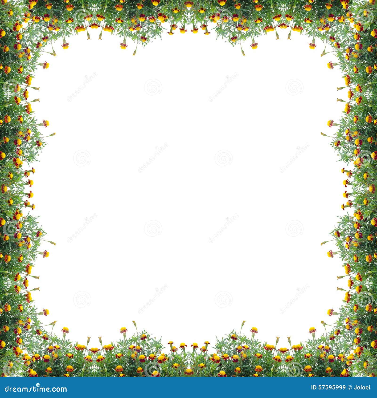 Marigold Frame Stock Images - 803 Photos