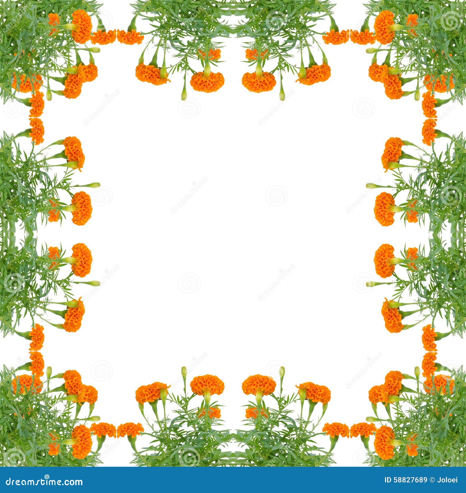 Marigold frame stock image. Image of floral, green, beautiful - 58827689