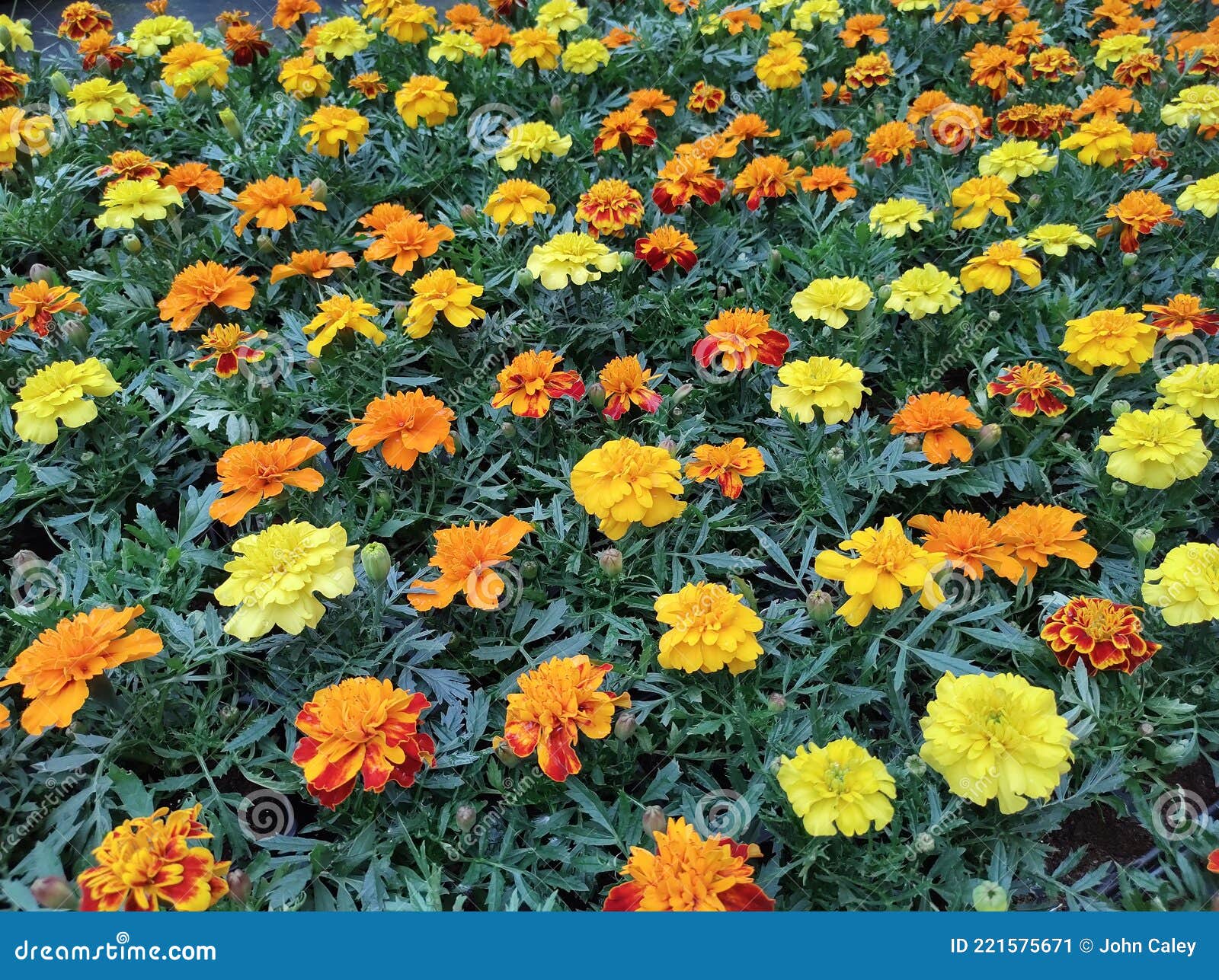 Marigold French Mixed stock image. Image of flower, foliage - 221575671