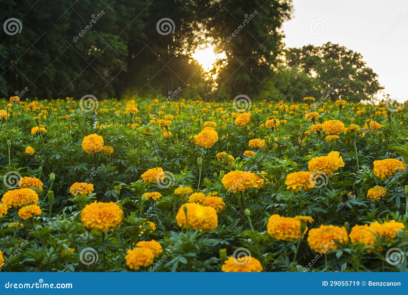 Marigold garden stock image. Image of bright, botany - 29055719