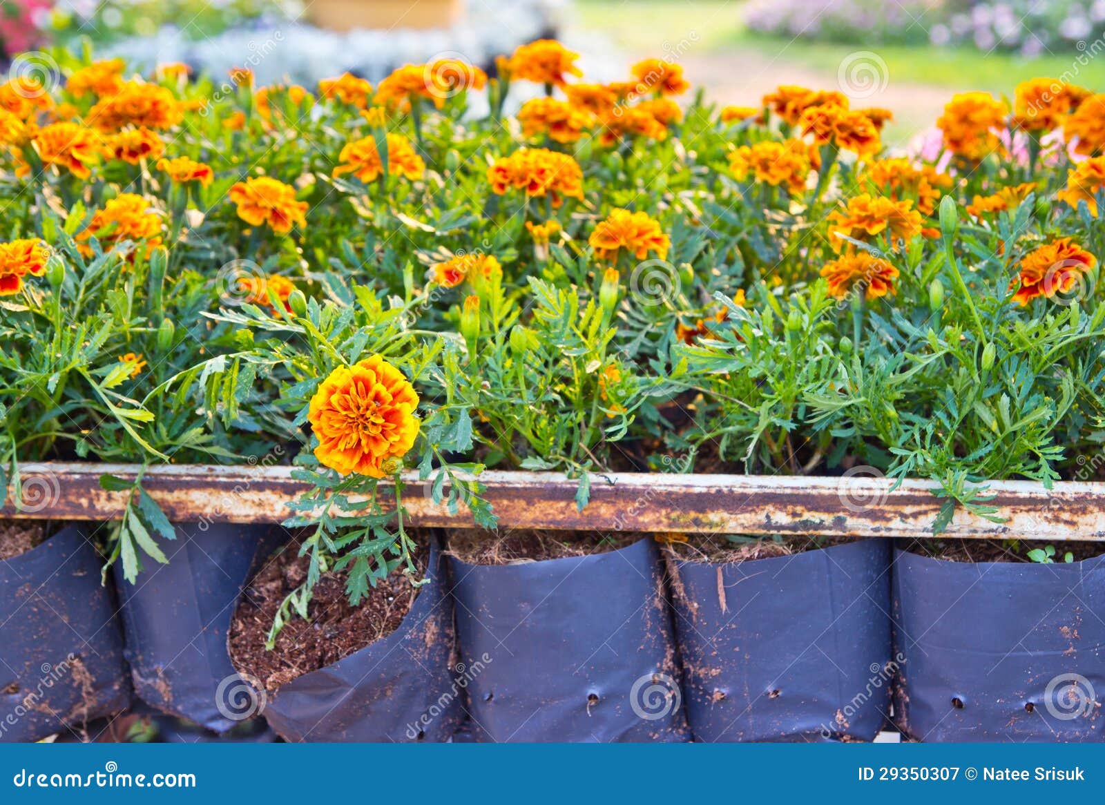 Marigold in the garden stock image. Image of floral, postcard - 29350307
