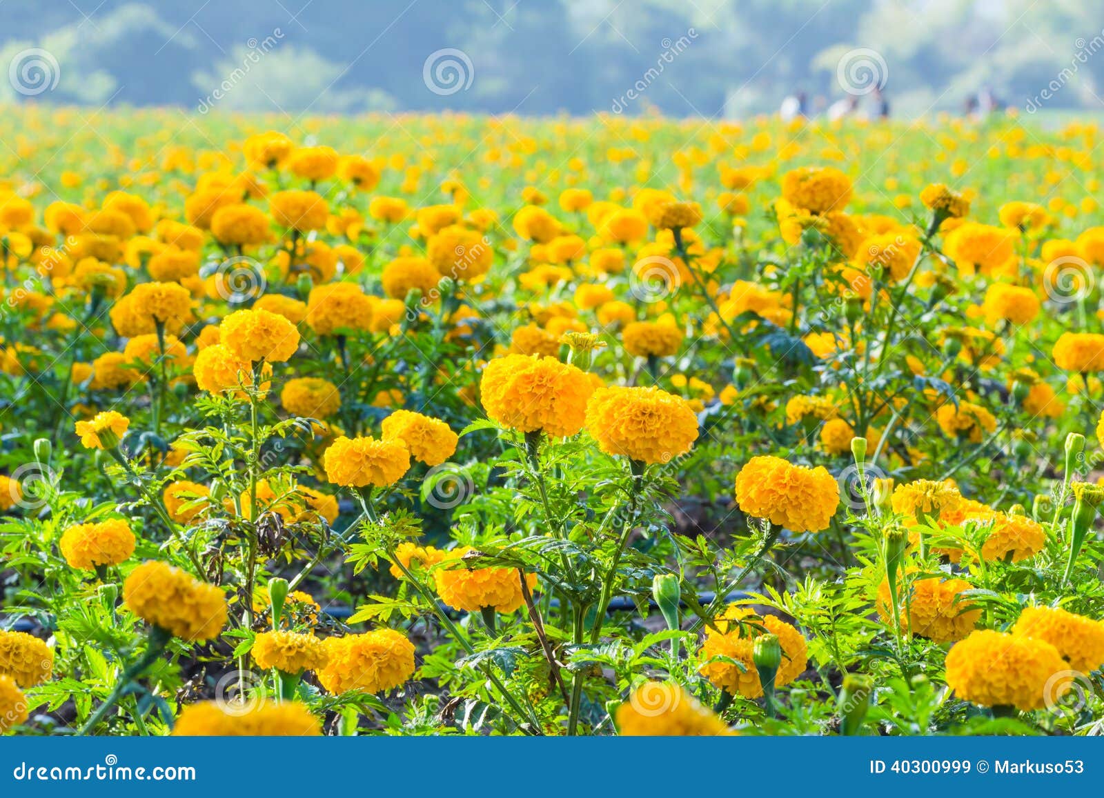 Marigold garden stock image. Image of close, floral, orange - 40300999