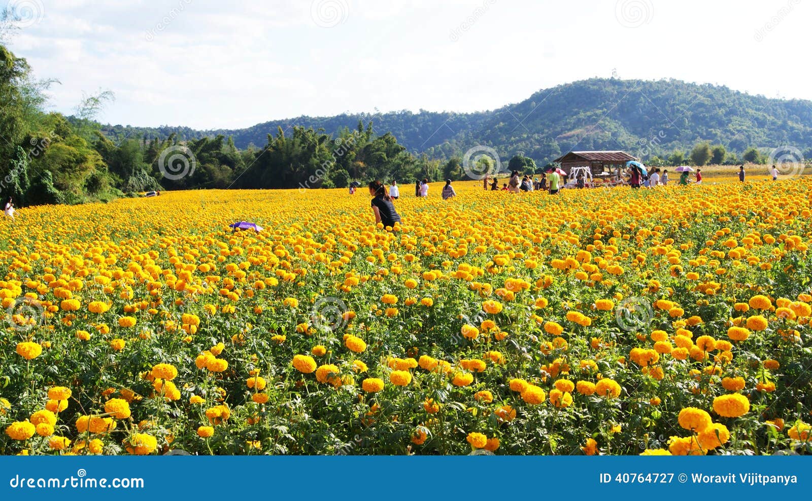 Marigold garden editorial photography. Image of green - 40764727