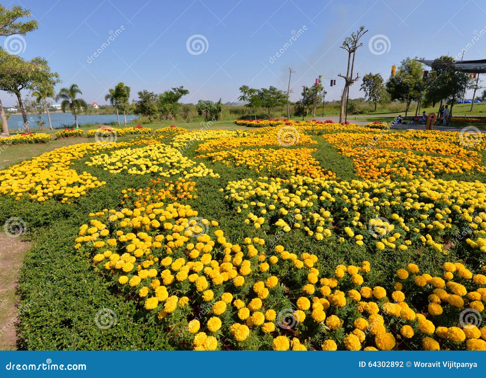 Marigold garden stock photo. Image of growth, garden - 64302892