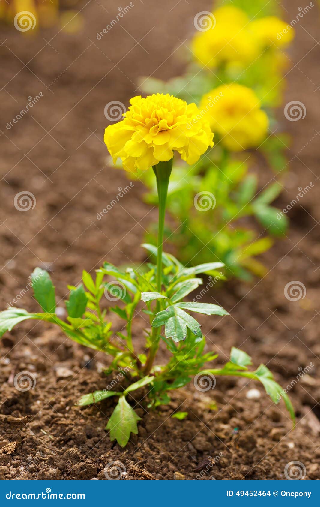Marigold Garden stock photo. Image of nature, plant, coleus - 49452464