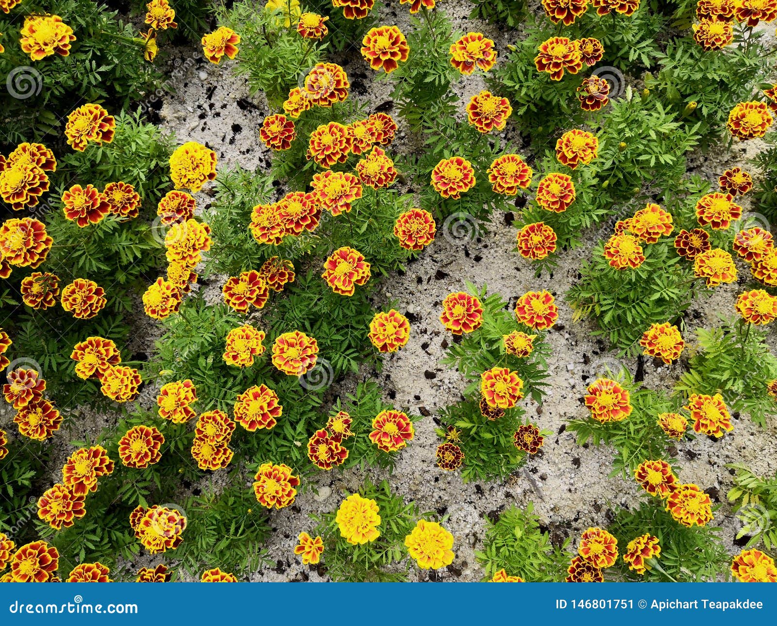 Marigold in the garden stock image. Image of gardening - 146801751