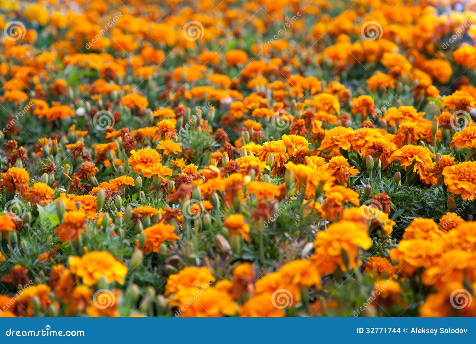 Marigold stock photo. Image of blossom, orange, texture - 32771744