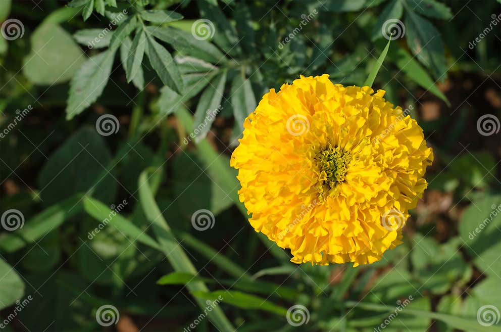 Marigold with Light from the Sun Daylight Stock Photo - Image of ...