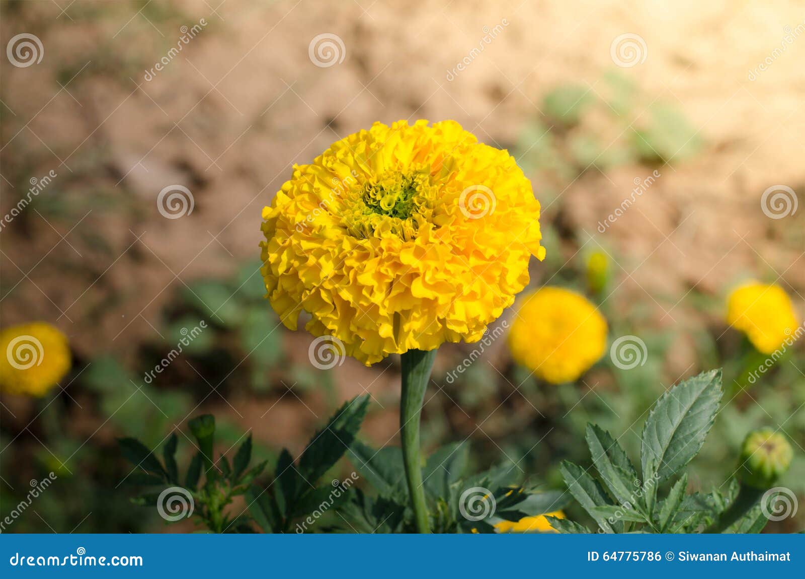 Marigold with Light from the Sun Daylight Stock Photo - Image of flora ...
