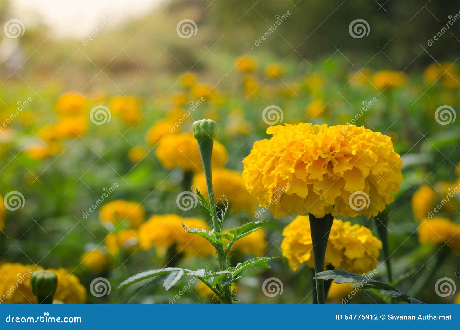 Marigold with Light from the Sun Daylight Stock Photo - Image of flora ...