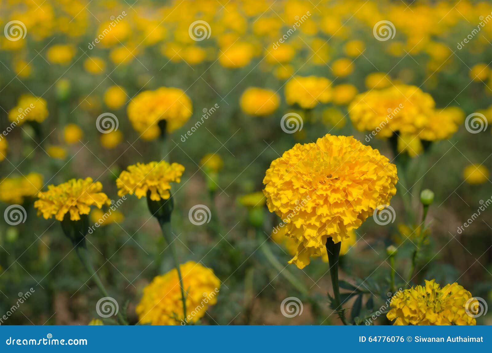 Marigold with Light from the Sun Daylight Stock Photo - Image of flower ...