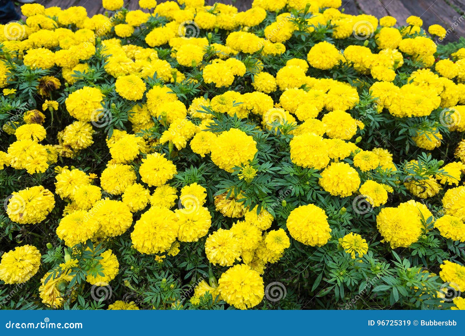 Marigold with Light from the Sun Daylight. Stock Image - Image of group ...