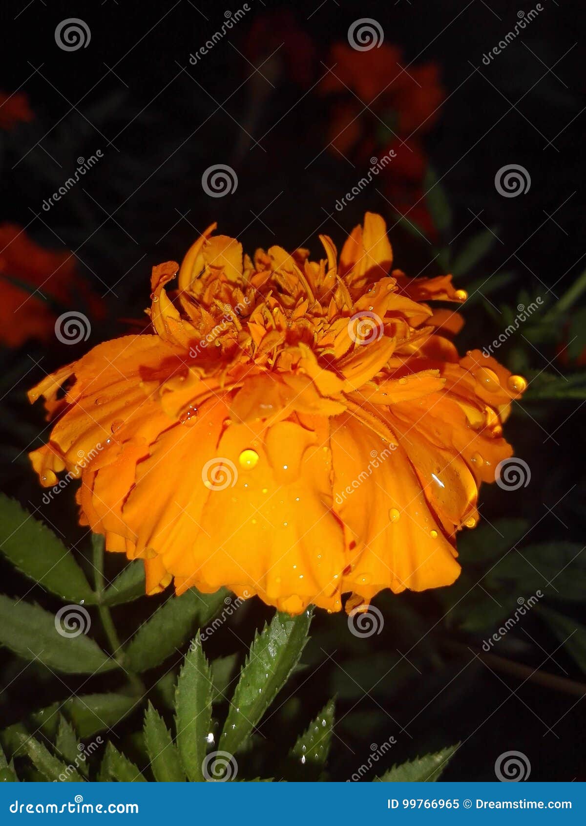 Marigold in night stock image. Image of kerala, yellow - 99766965