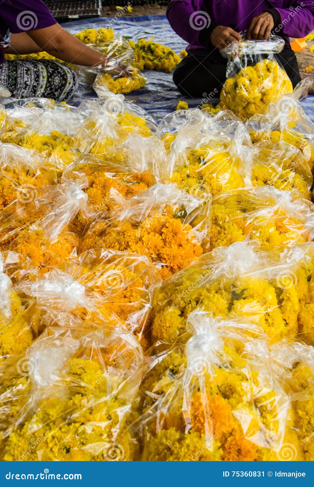 Marigold packing stock image. Image of decoration, botanical - 75360831