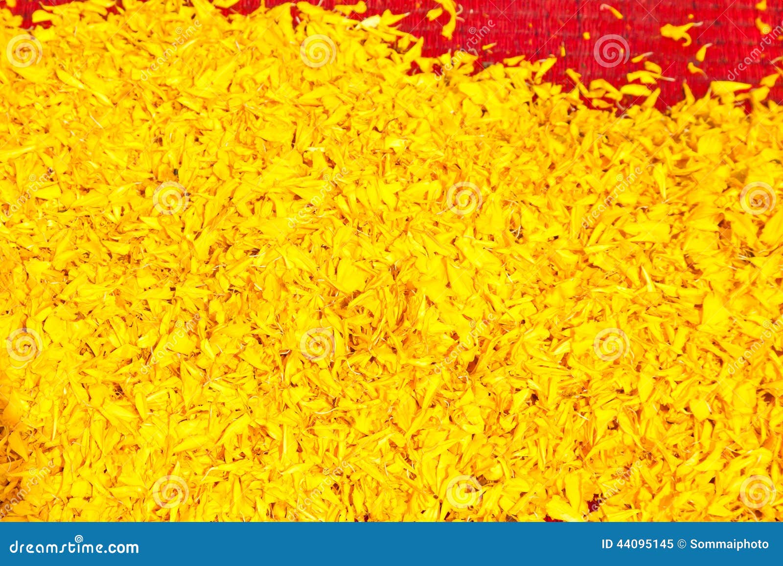 Marigold petals stock image. Image of plant, view, blossom - 44095145