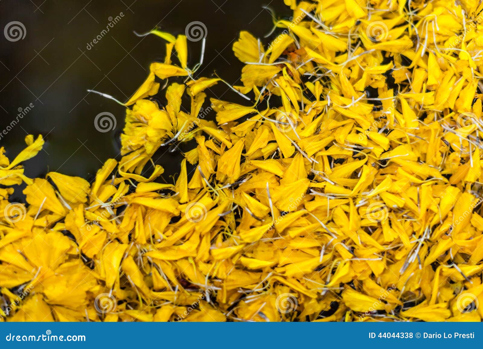 Marigold petals stock photo. Image of aroma, herb, dark - 44044338