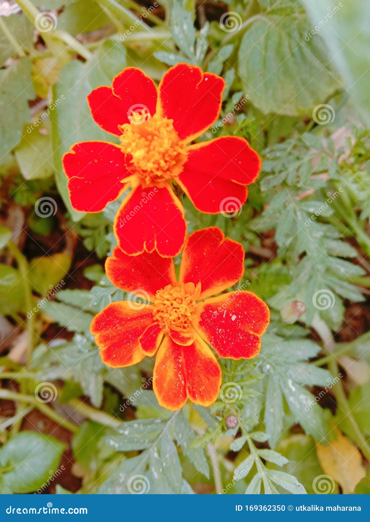 Marigold pic stock photo. Image of prettius, friend - 169362350