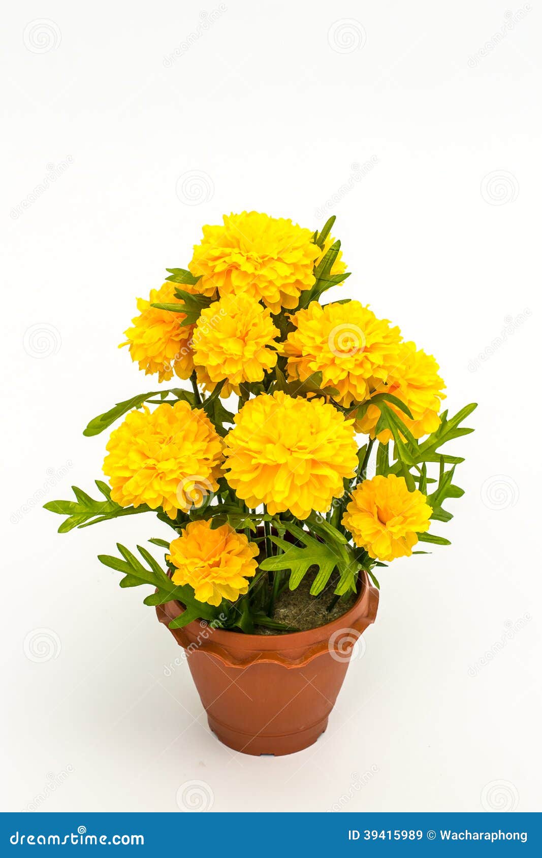 Marigold Plant In Pot