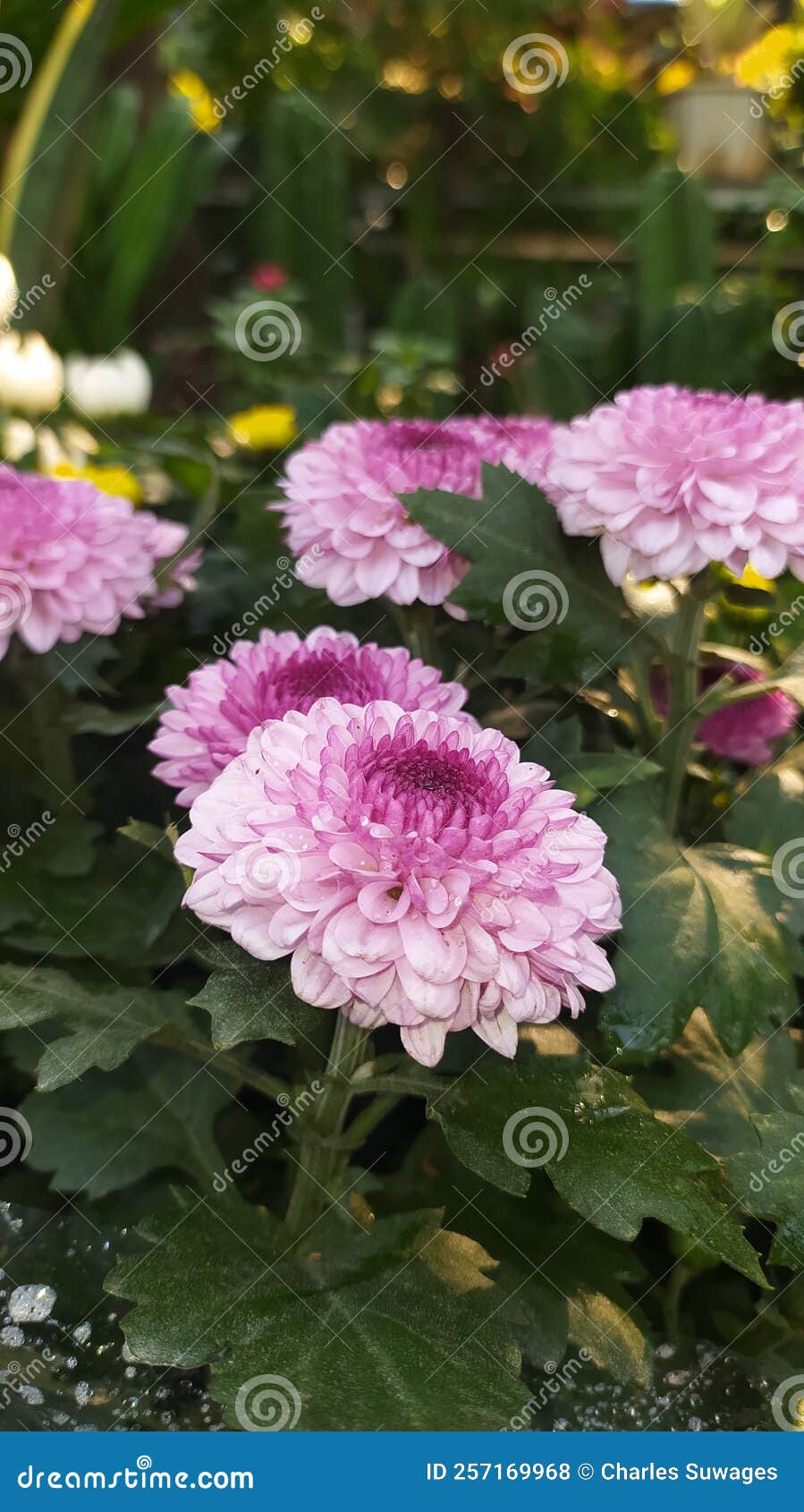 Marigold Purple and pink stock photo. Image of shrub - 257169968