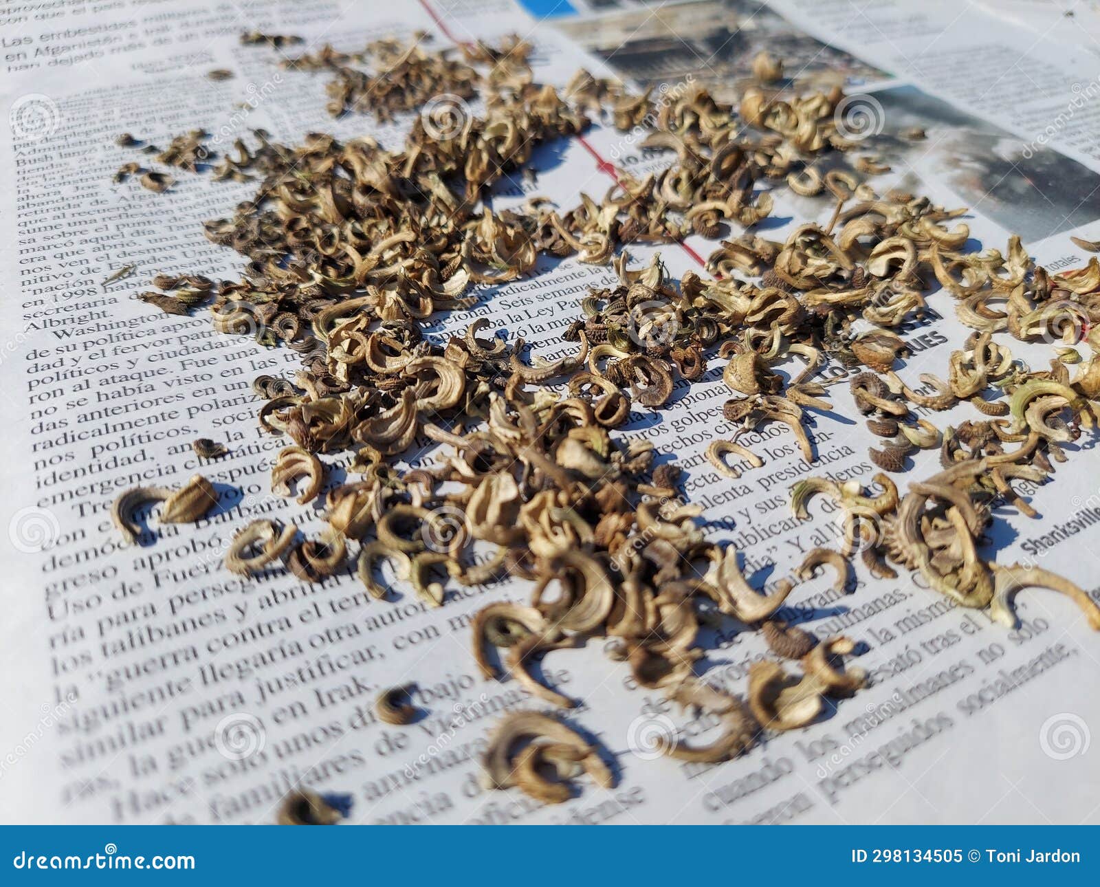 Marigold Seeds Drying in the Sun To Save and Obtain Seeds To Make ...