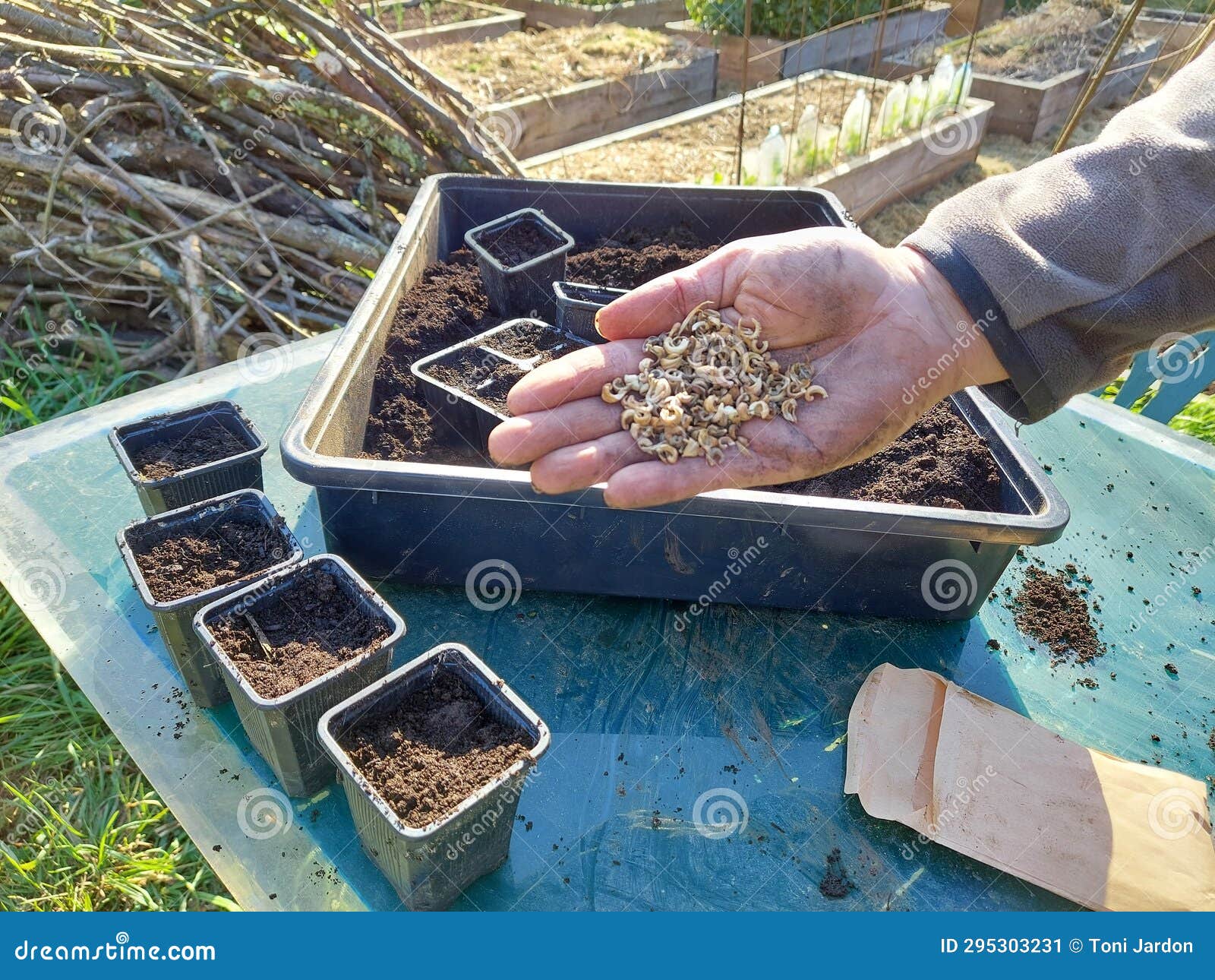 Marigold Seeds for Sowing in Seedbed. Planting Calendula by Seed Stock ...