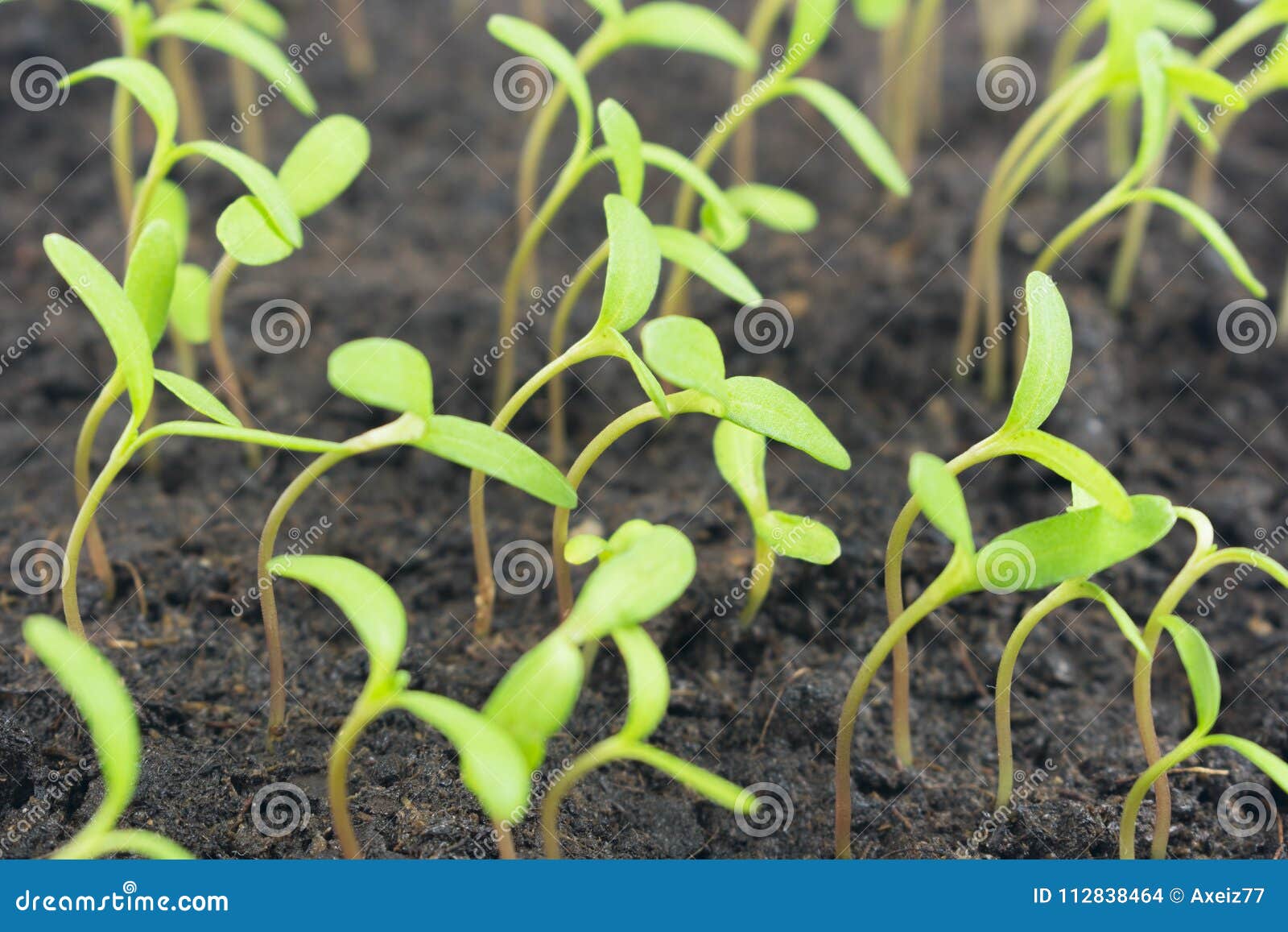 Marigold sprouts stock photo. Image of field, ground - 112838464