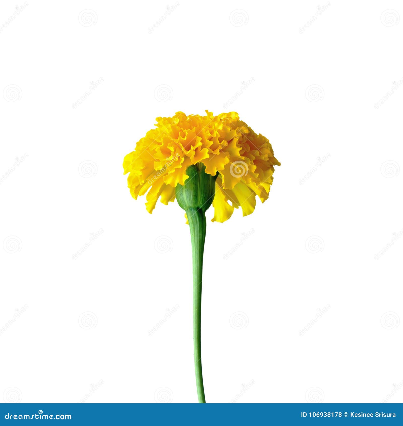 Marigold or Tagetes Erecta L. Stock Photo - Image of isolated, african ...